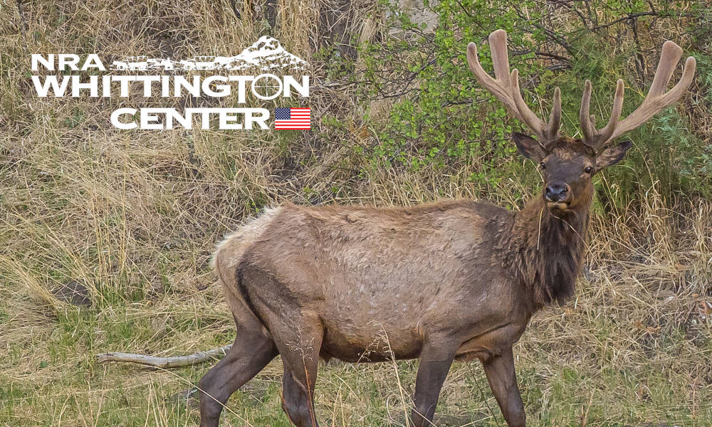 Guided Bull Elk Hunt | NRA Whittington Center